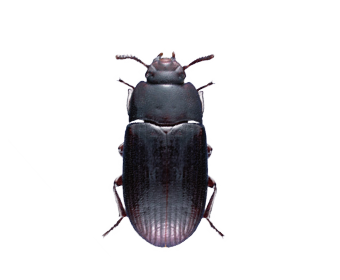 Ténébrion - LODIGROUP Hygiène Rurale